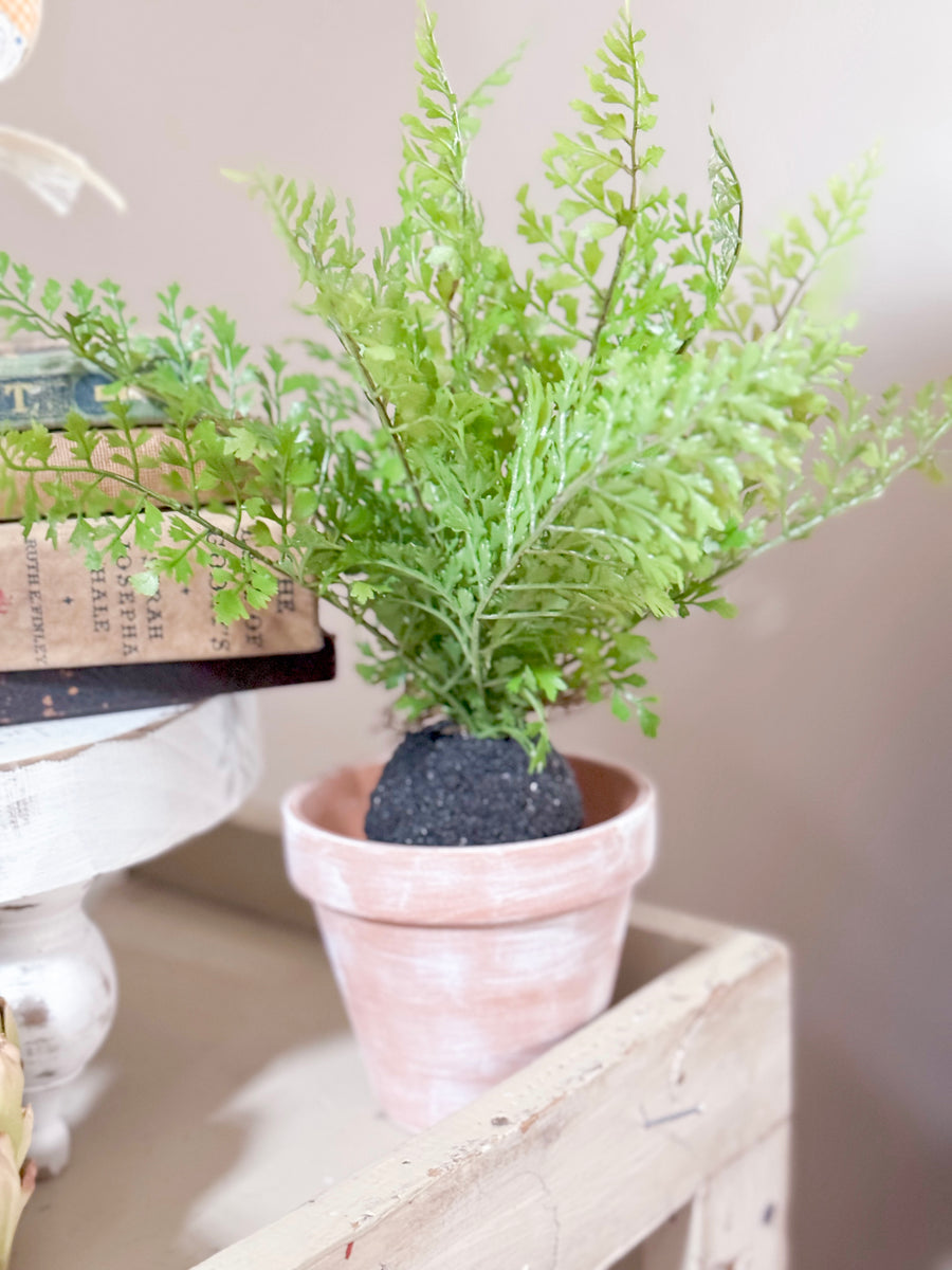 10” Fern with Rooted Ball – Birch Lane by Jennifer